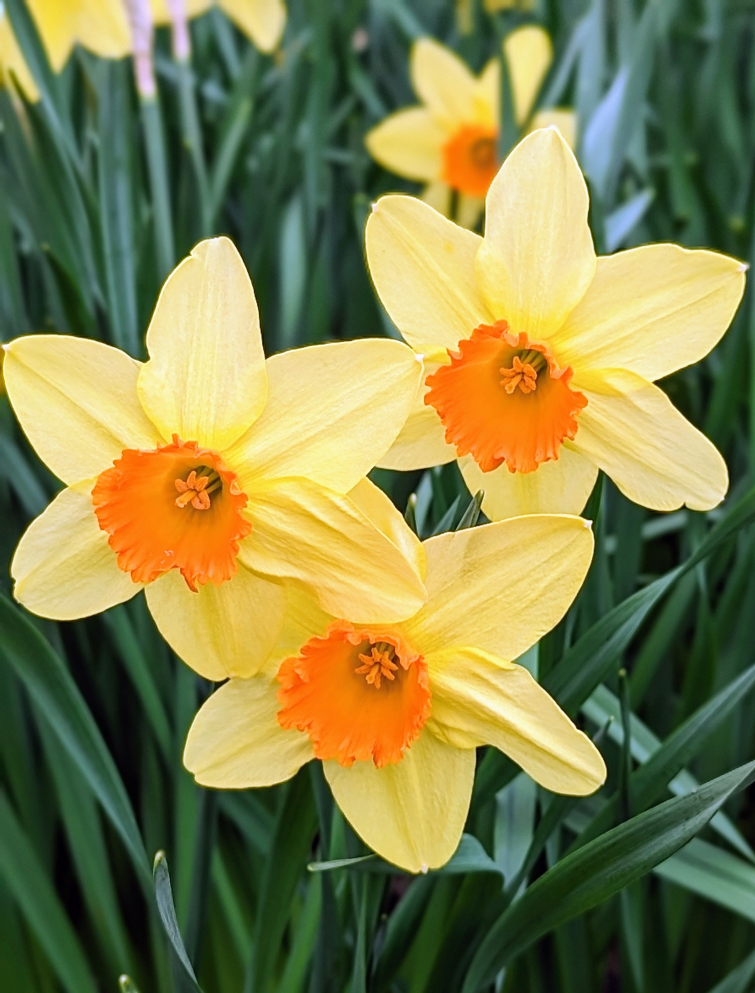 April Daffodils - The Martha Stewart Blog