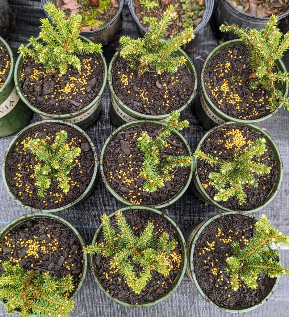 Potting Up Trees and Shrubs - The Martha Stewart Blog