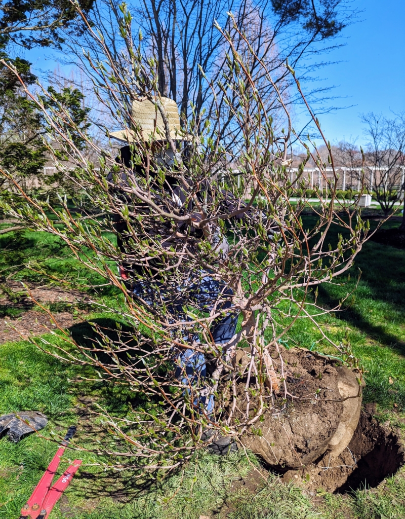Planting Stewartia Trees - The Martha Stewart Blog