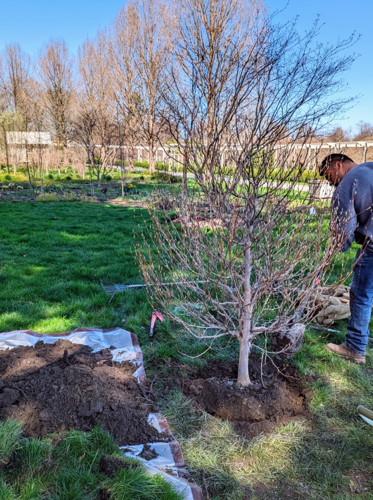The Martha Stewart Blog : Blog Archive Planting Stewartia Trees - The ...