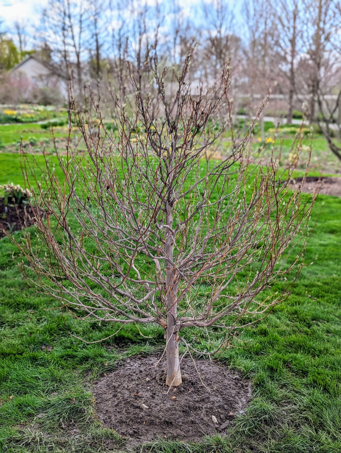 The Martha Stewart Blog : Blog Archive Planting Stewartia Trees - The ...