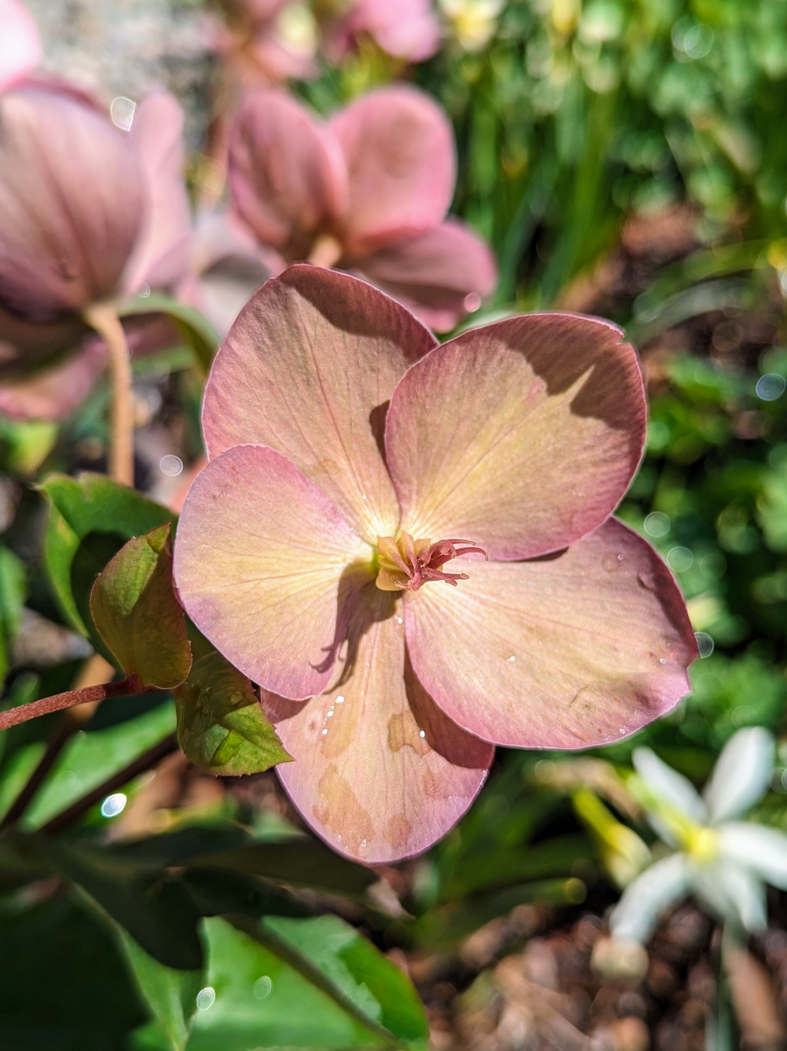 The Martha Stewart Blog : Blog Archive Planting Hellebores - The Martha ...