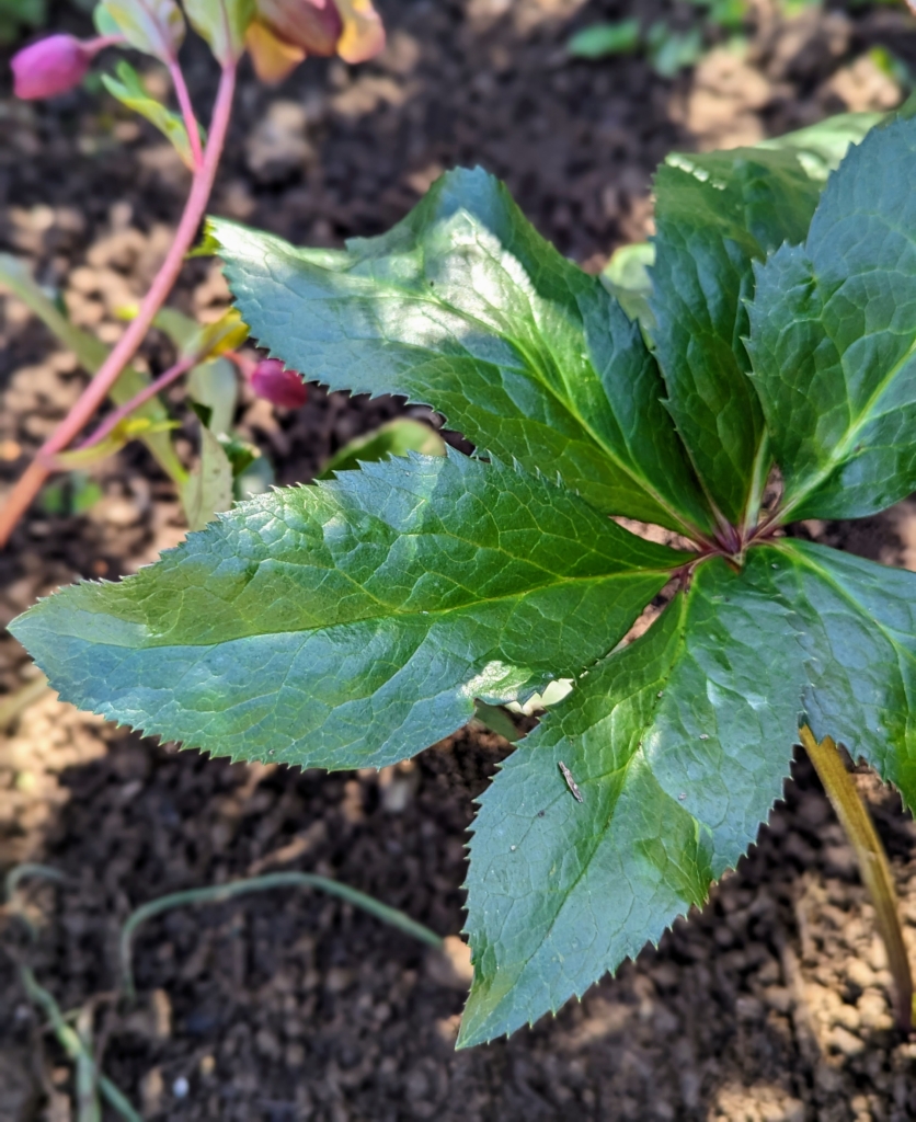 Planting Hellebores - The Martha Stewart Blog