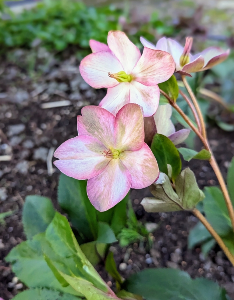 Planting Hellebores - The Martha Stewart Blog