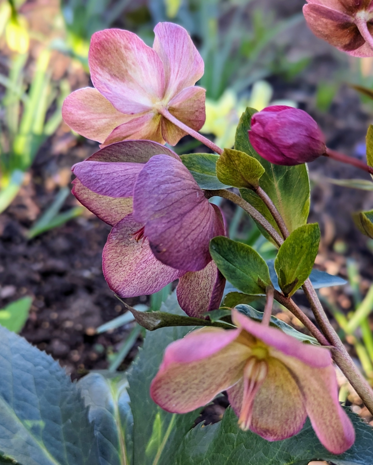 Planting Hellebores - The Martha Stewart Blog