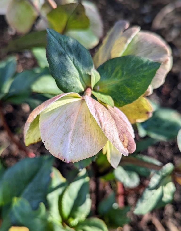 Planting Hellebores - The Martha Stewart Blog
