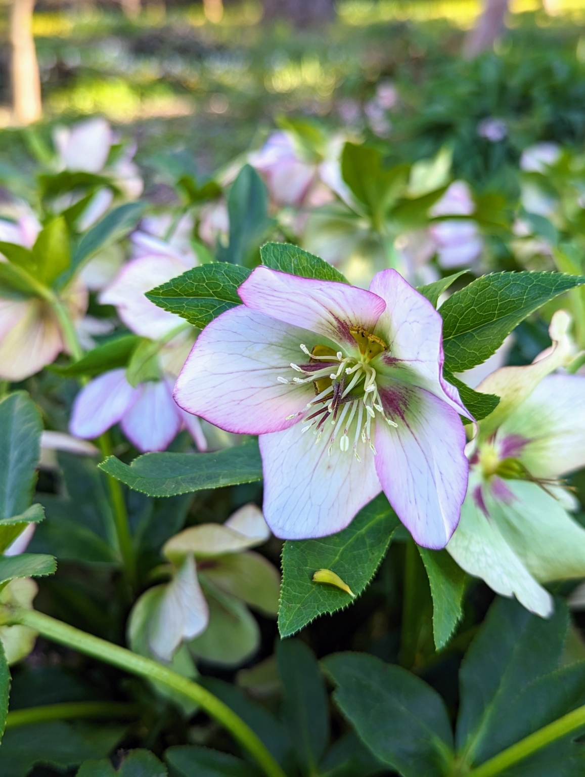 The Martha Stewart Blog : Blog Archive Planting Hellebores - The Martha ...