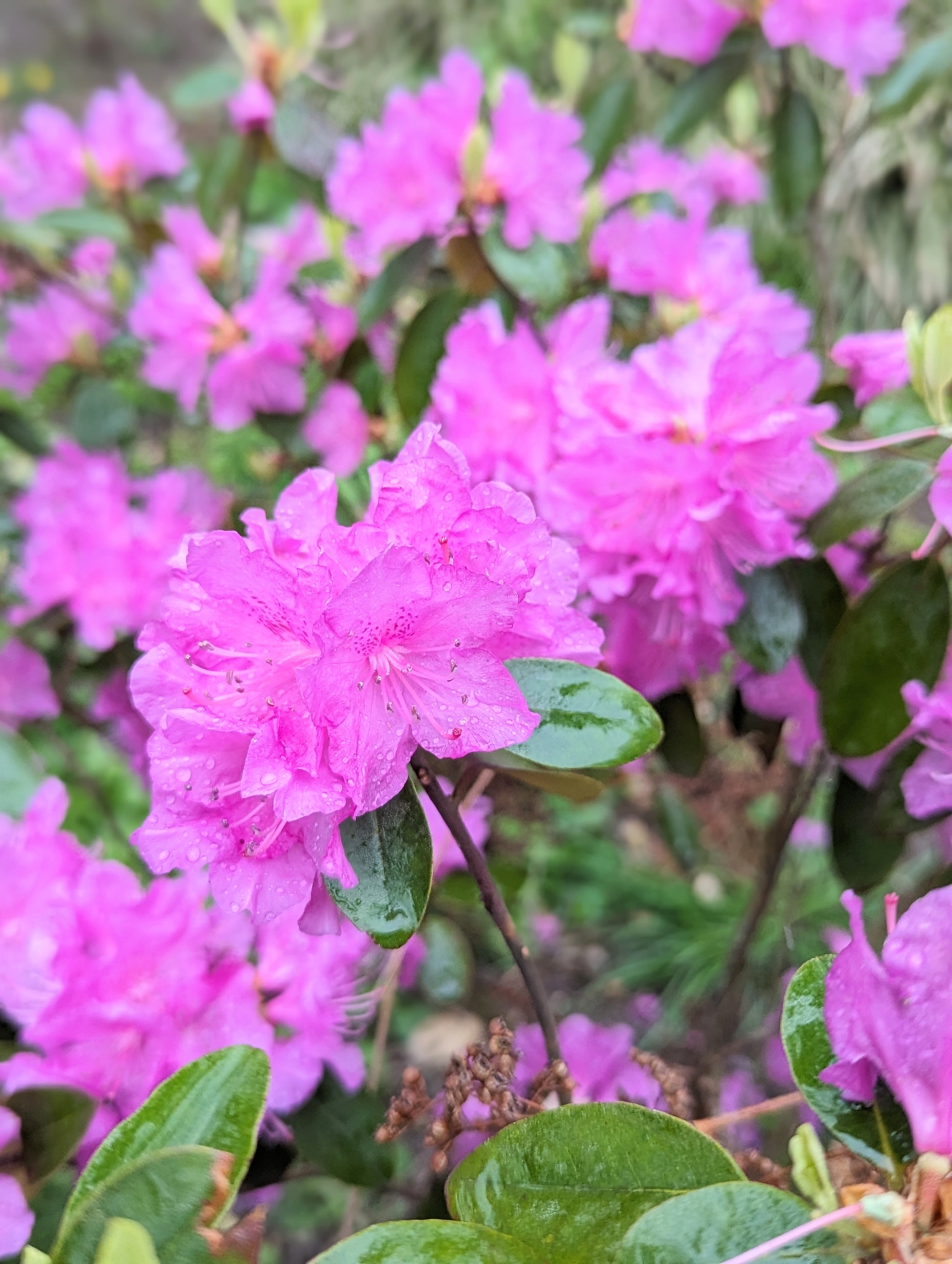 Mid-April Blooms - The Martha Stewart Blog