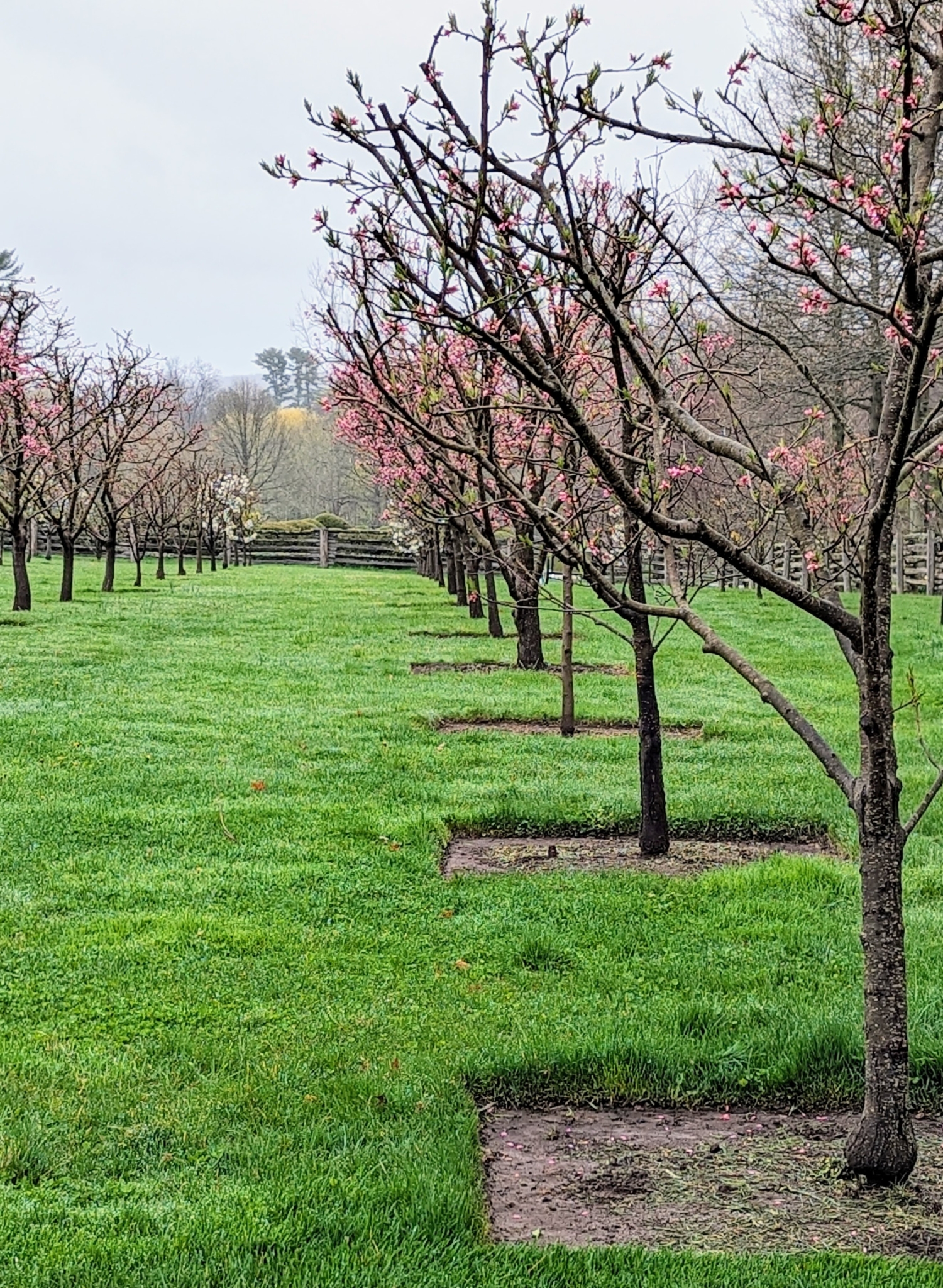 Maintaining the Orchard - The Martha Stewart Blog