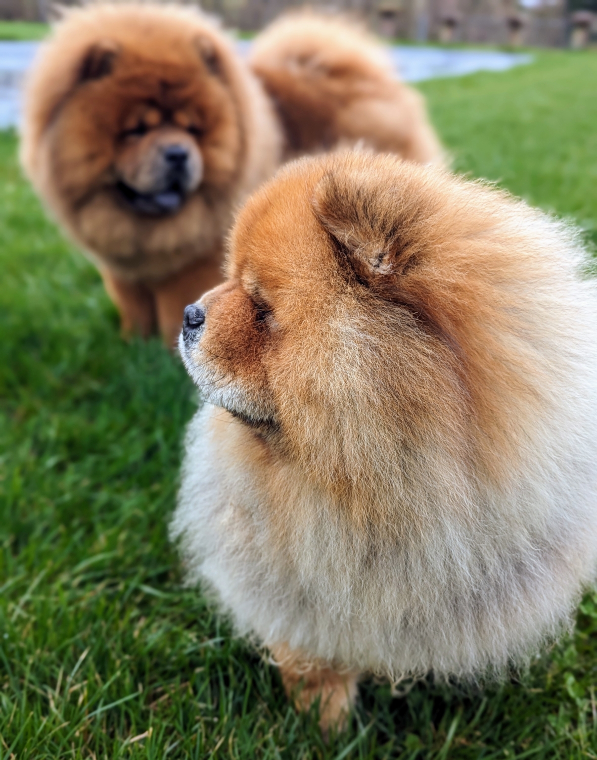 My Chow Chows and French Bulldogs Playing - The Martha Stewart Blog