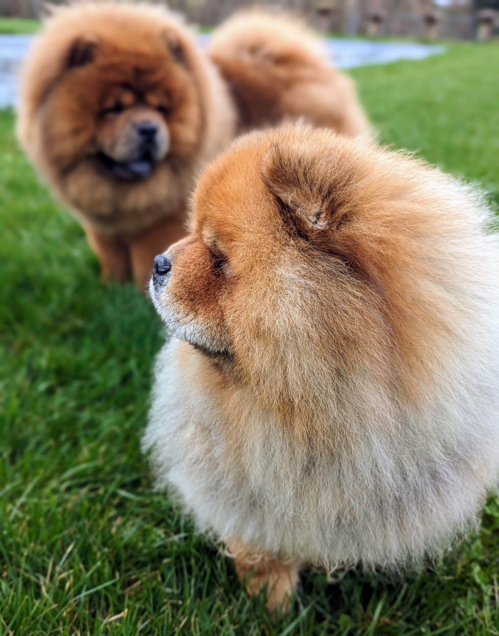 My Chow Chows and French Bulldogs Playing - The Martha Stewart Blog