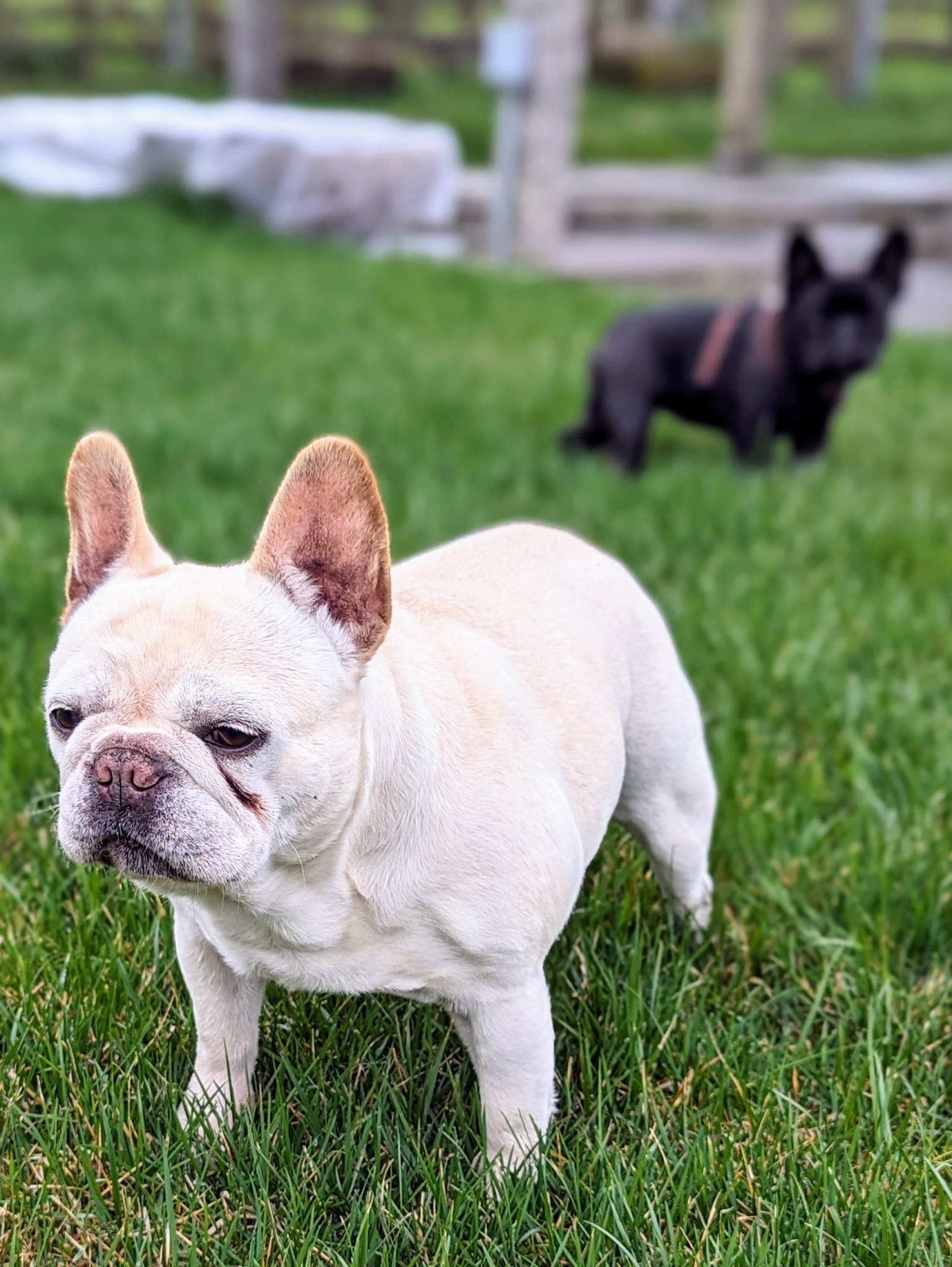 My Chow Chows and French Bulldogs Playing - The Martha Stewart Blog