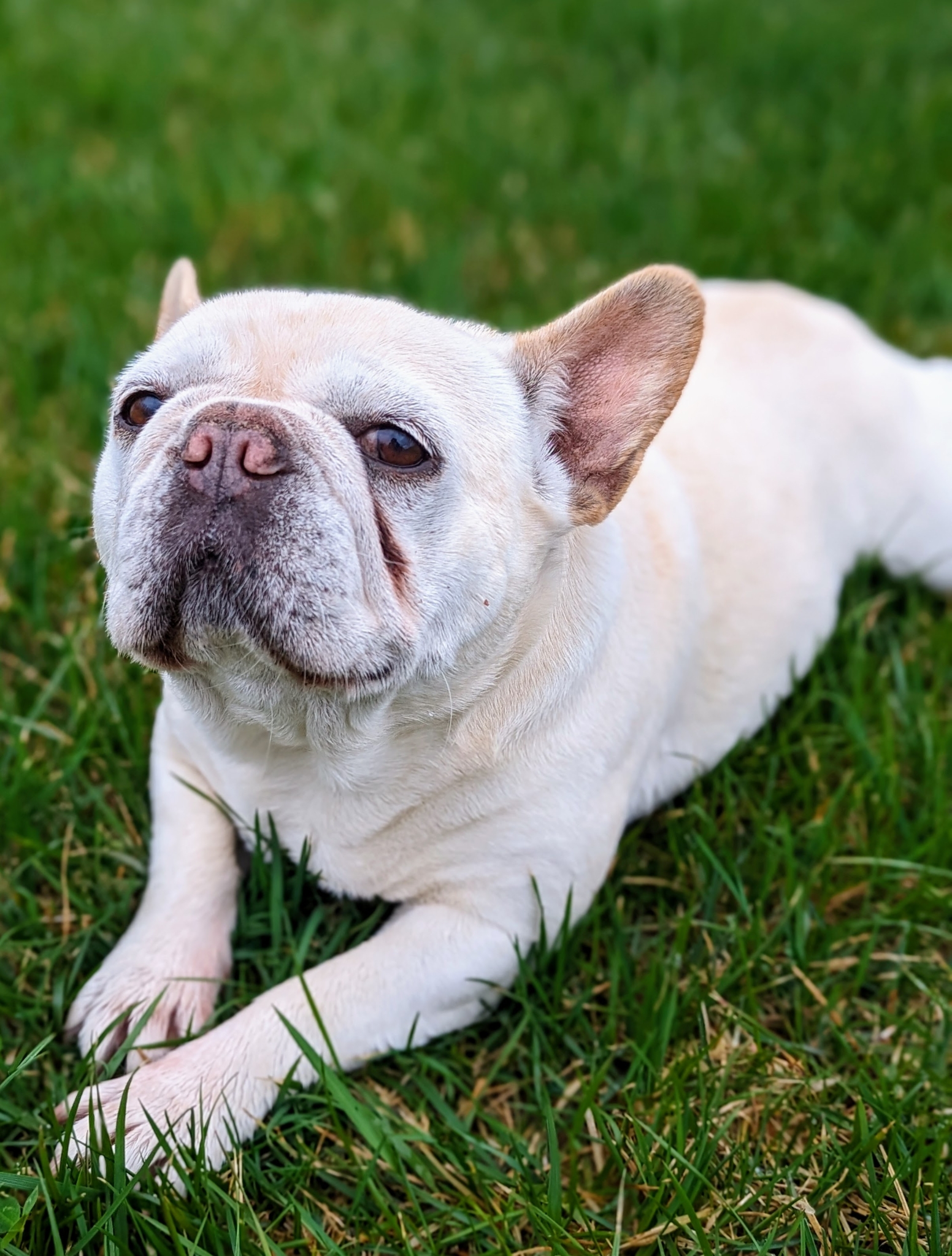 My Chow Chows and French Bulldogs Playing - The Martha Stewart Blog