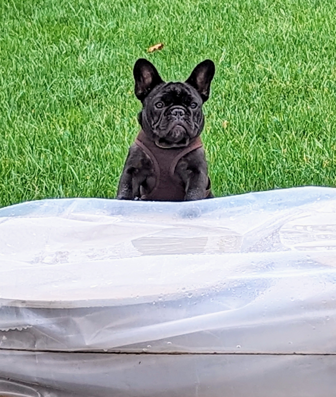 My Chow Chows and French Bulldogs Playing - The Martha Stewart Blog