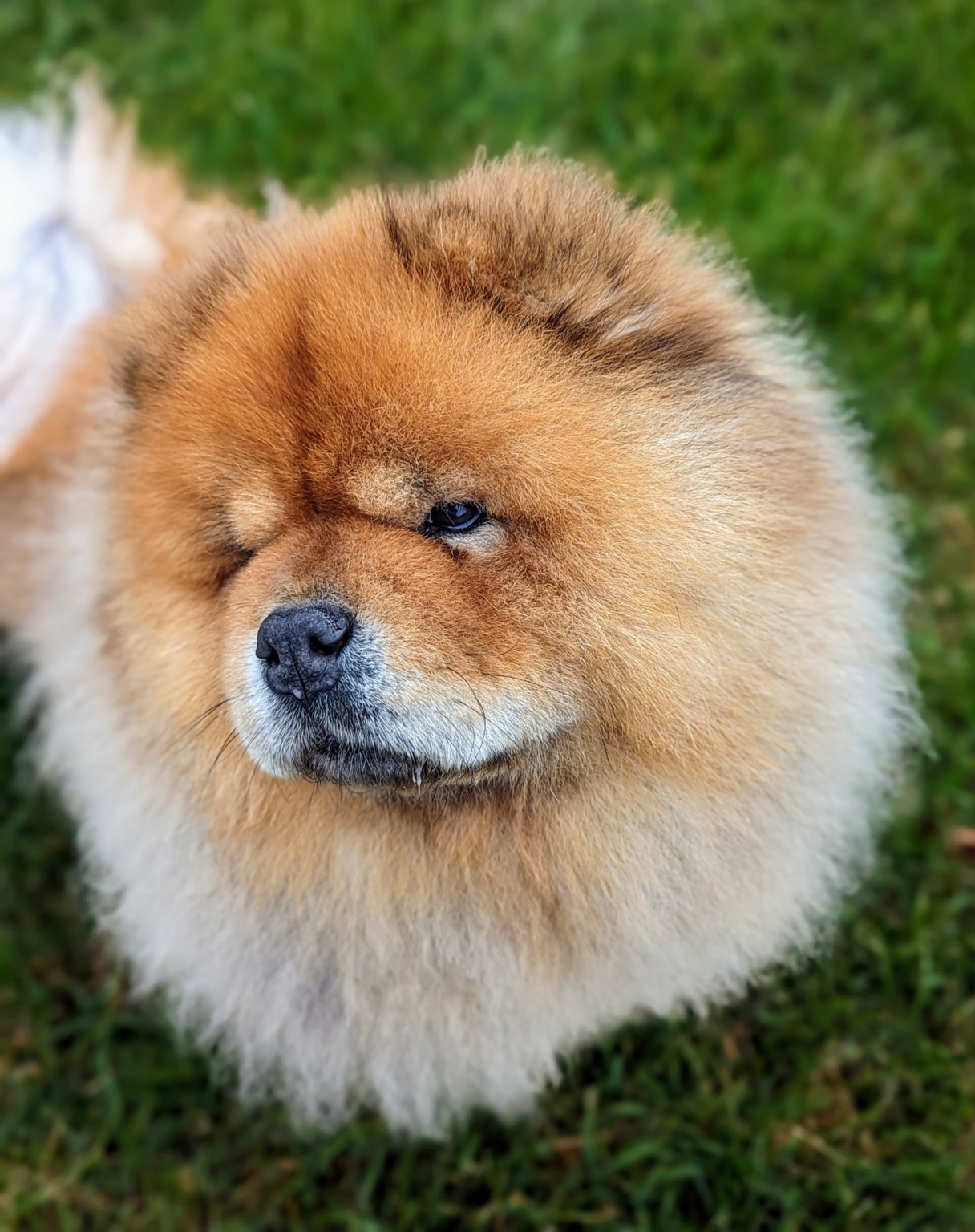 My Chow Chows and French Bulldogs Playing - The Martha Stewart Blog
