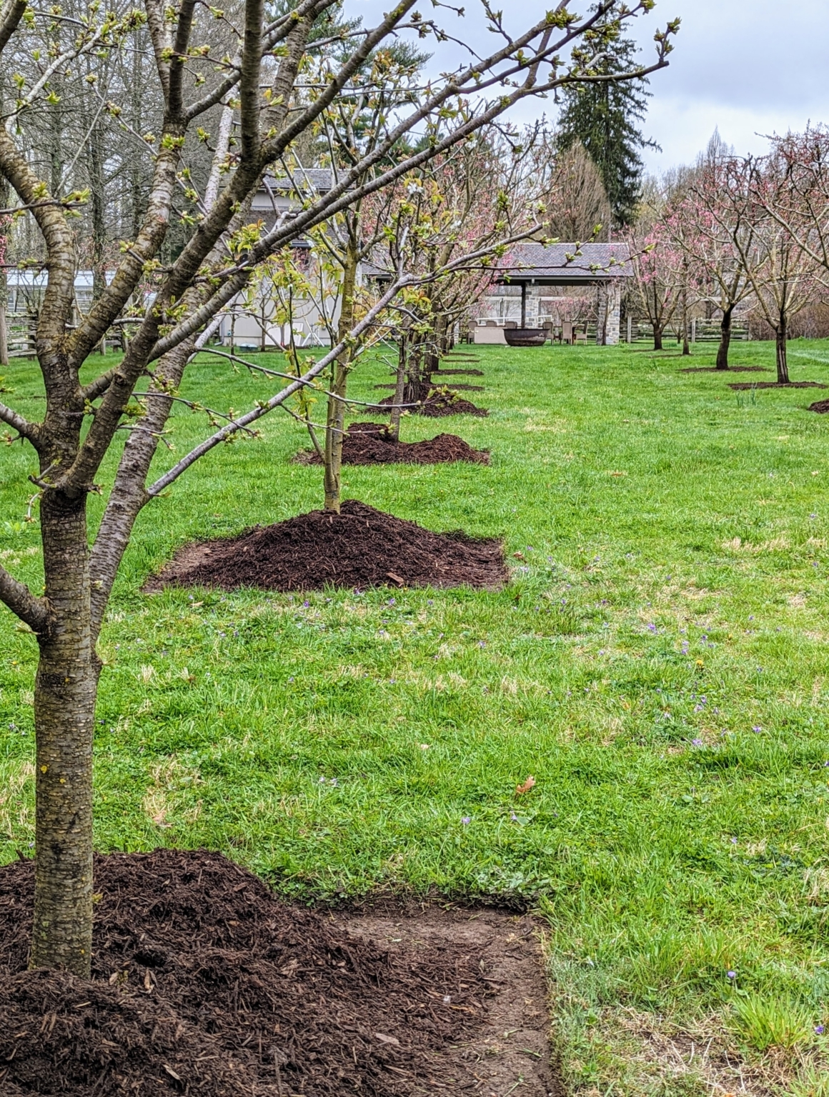 Maintaining the Orchard - The Martha Stewart Blog