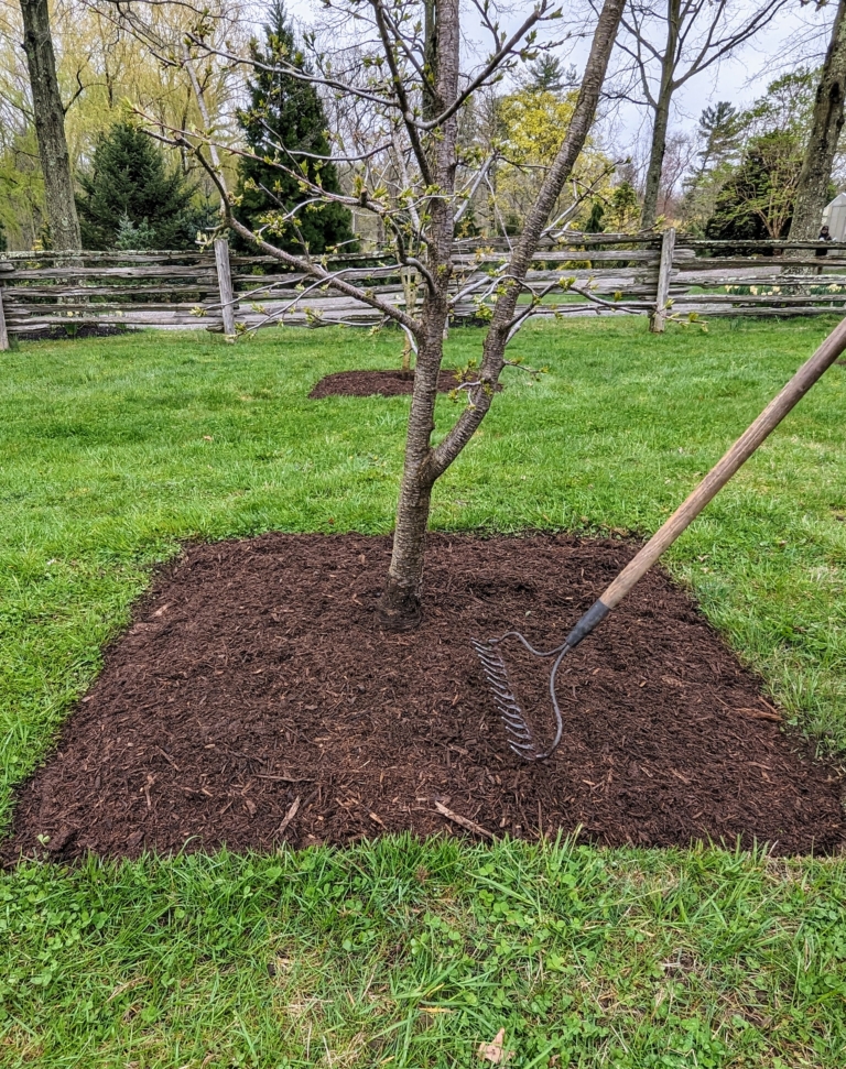 Maintaining the Orchard - The Martha Stewart Blog