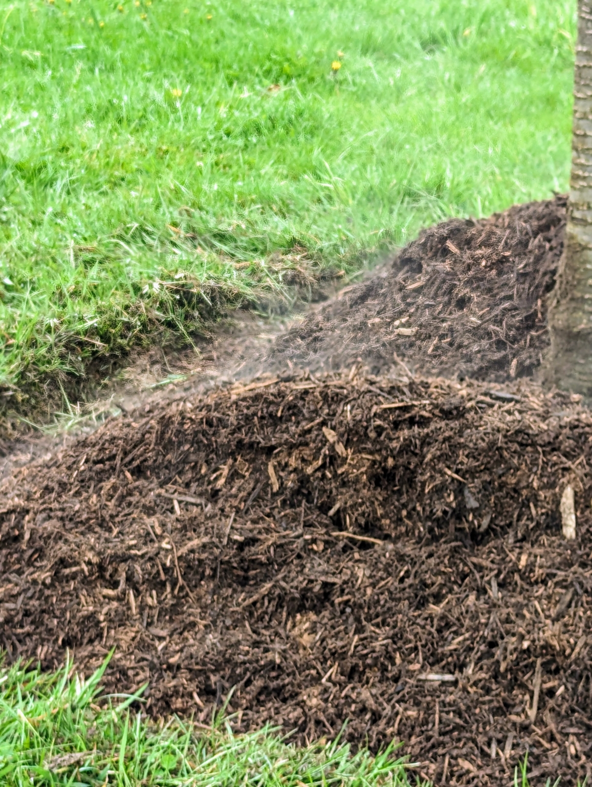 Maintaining the Orchard - The Martha Stewart Blog