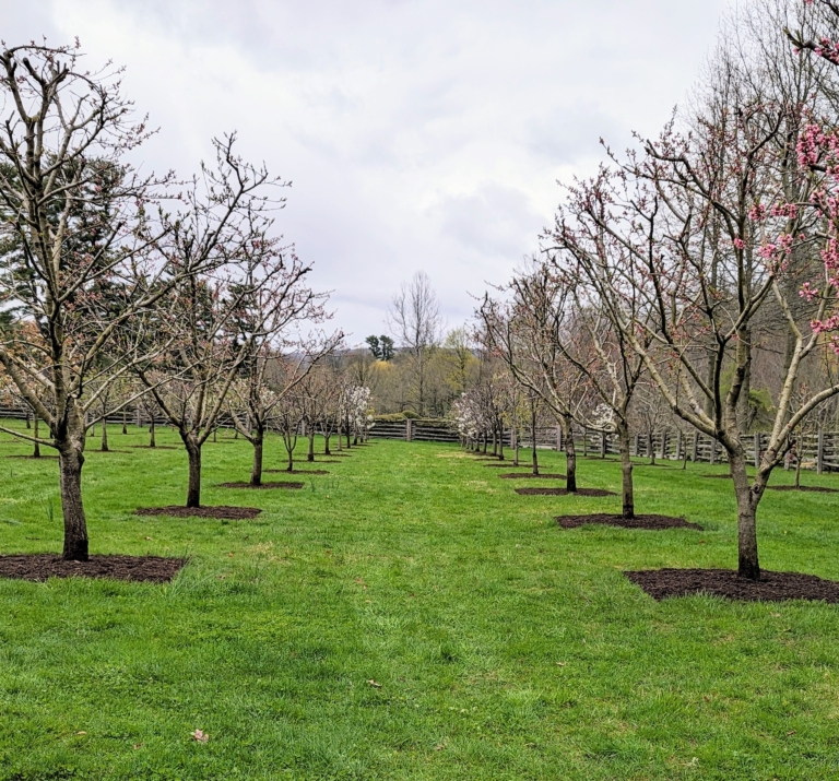 Maintaining the Orchard - The Martha Stewart Blog
