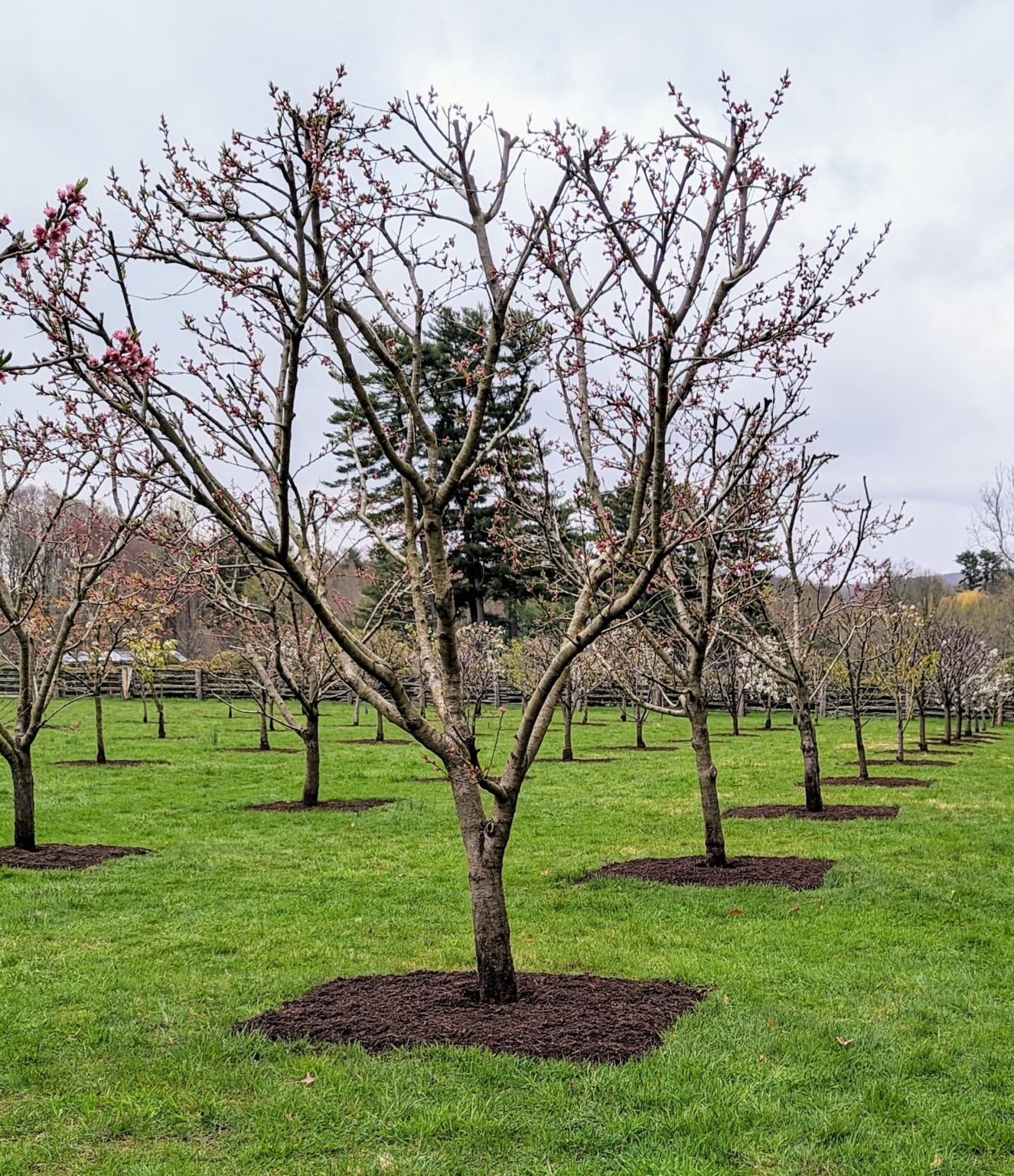 Maintaining the Orchard - The Martha Stewart Blog