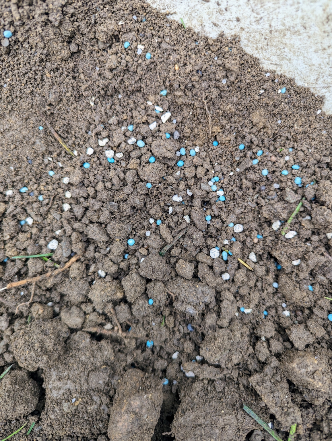 The Martha Stewart Blog : Blog Archive Planting Magnolia Trees - The ...