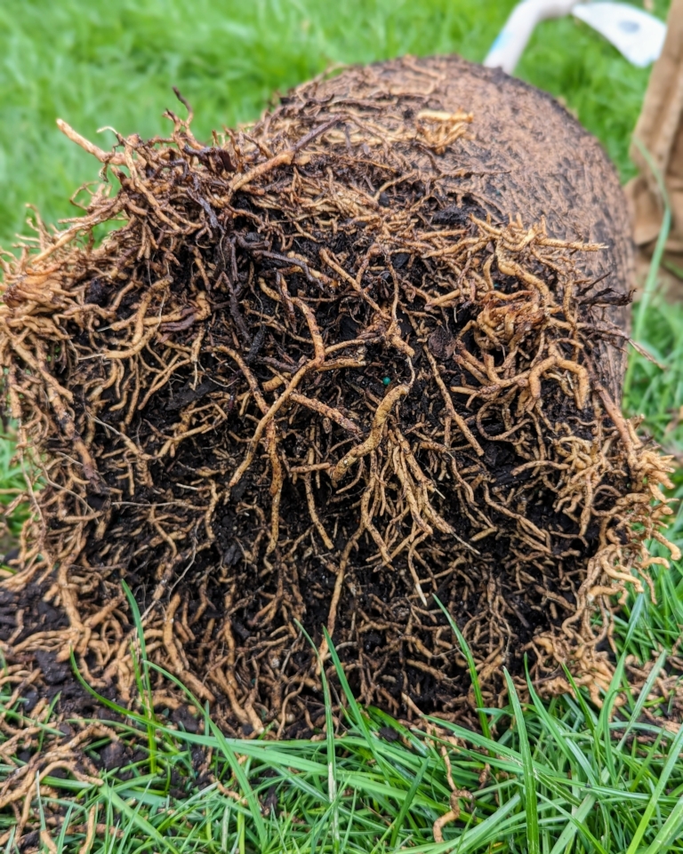 Planting Magnolia Trees - The Martha Stewart Blog