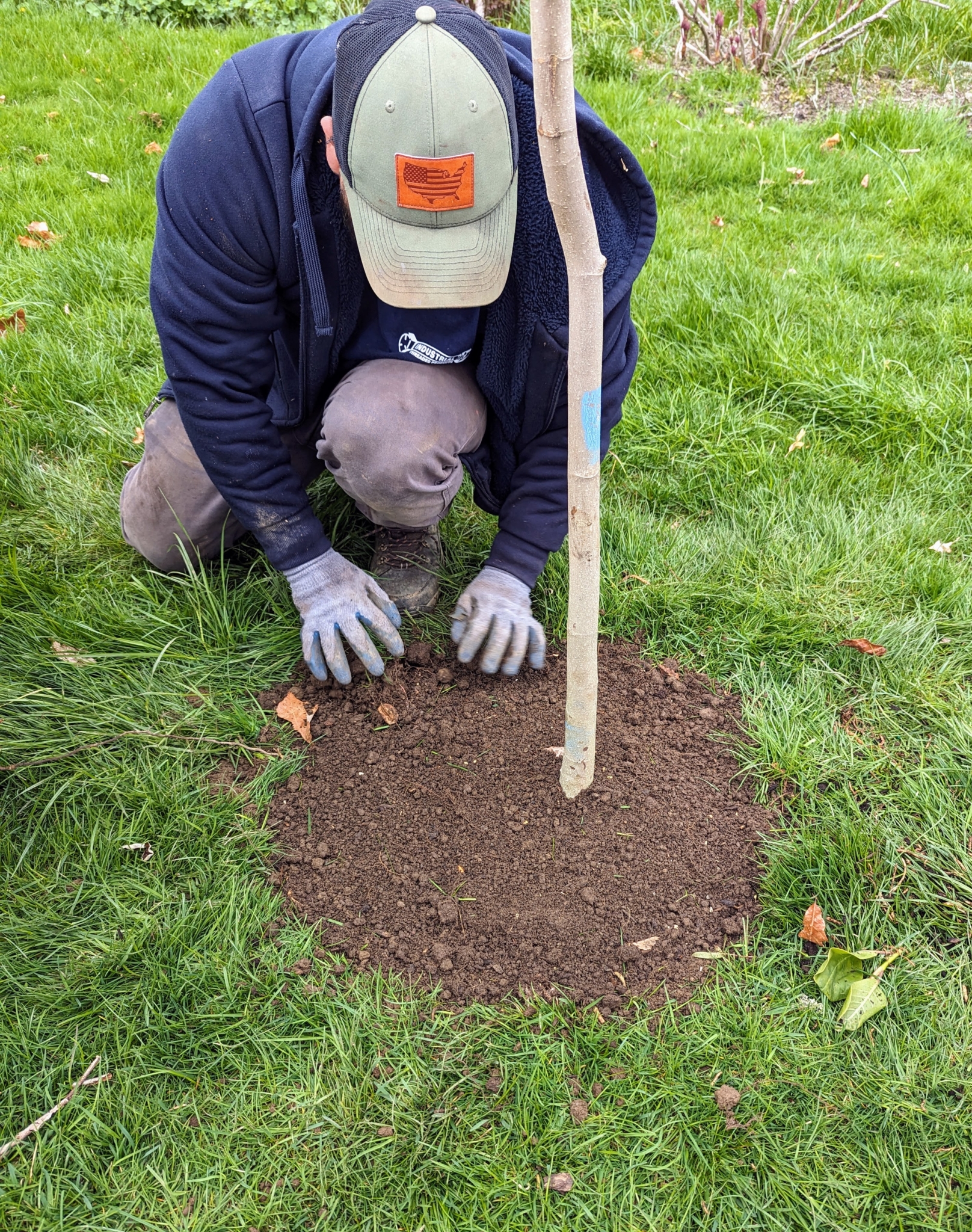 Planting Magnolia Trees - The Martha Stewart Blog
