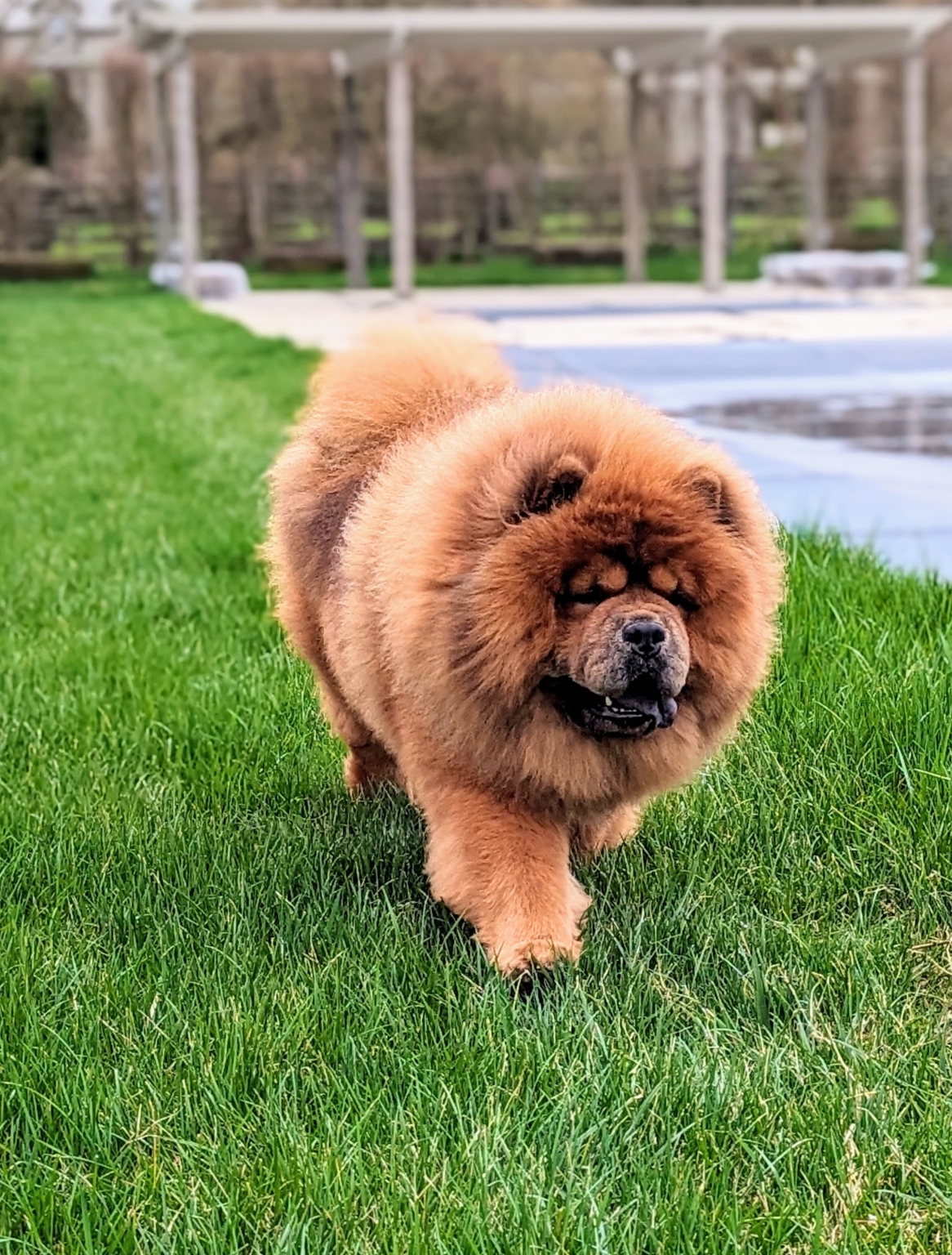 My Chow Chows and French Bulldogs Playing - The Martha Stewart Blog