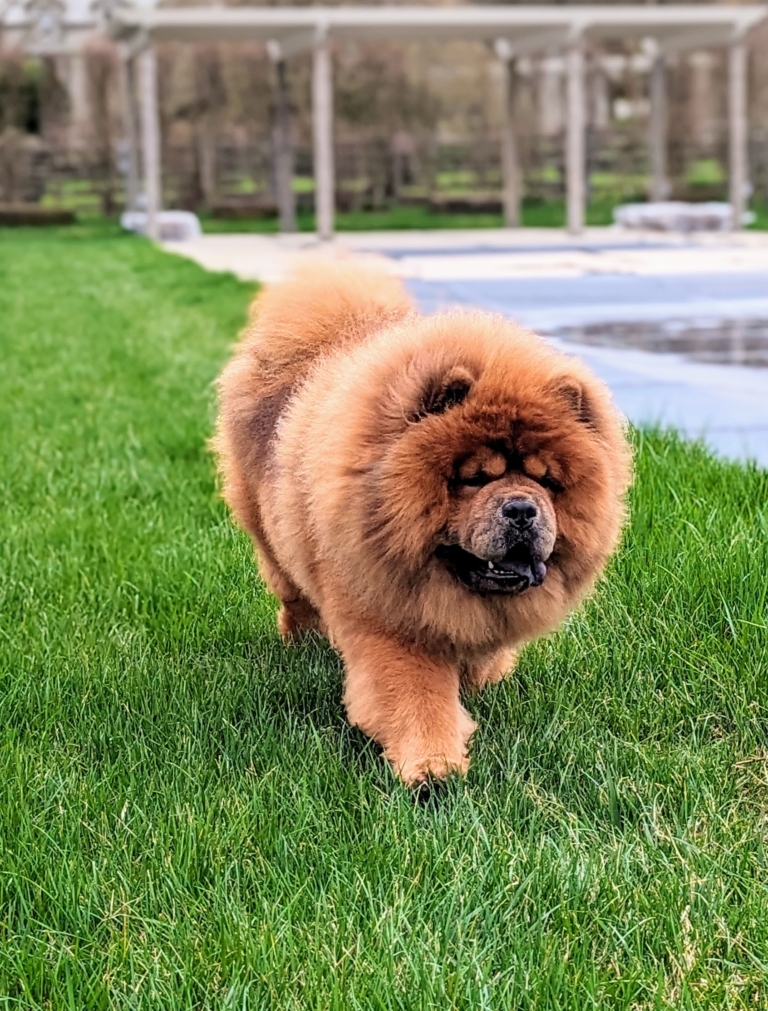 The Martha Stewart Blog : Blog Archive My Chow Chows and French ...