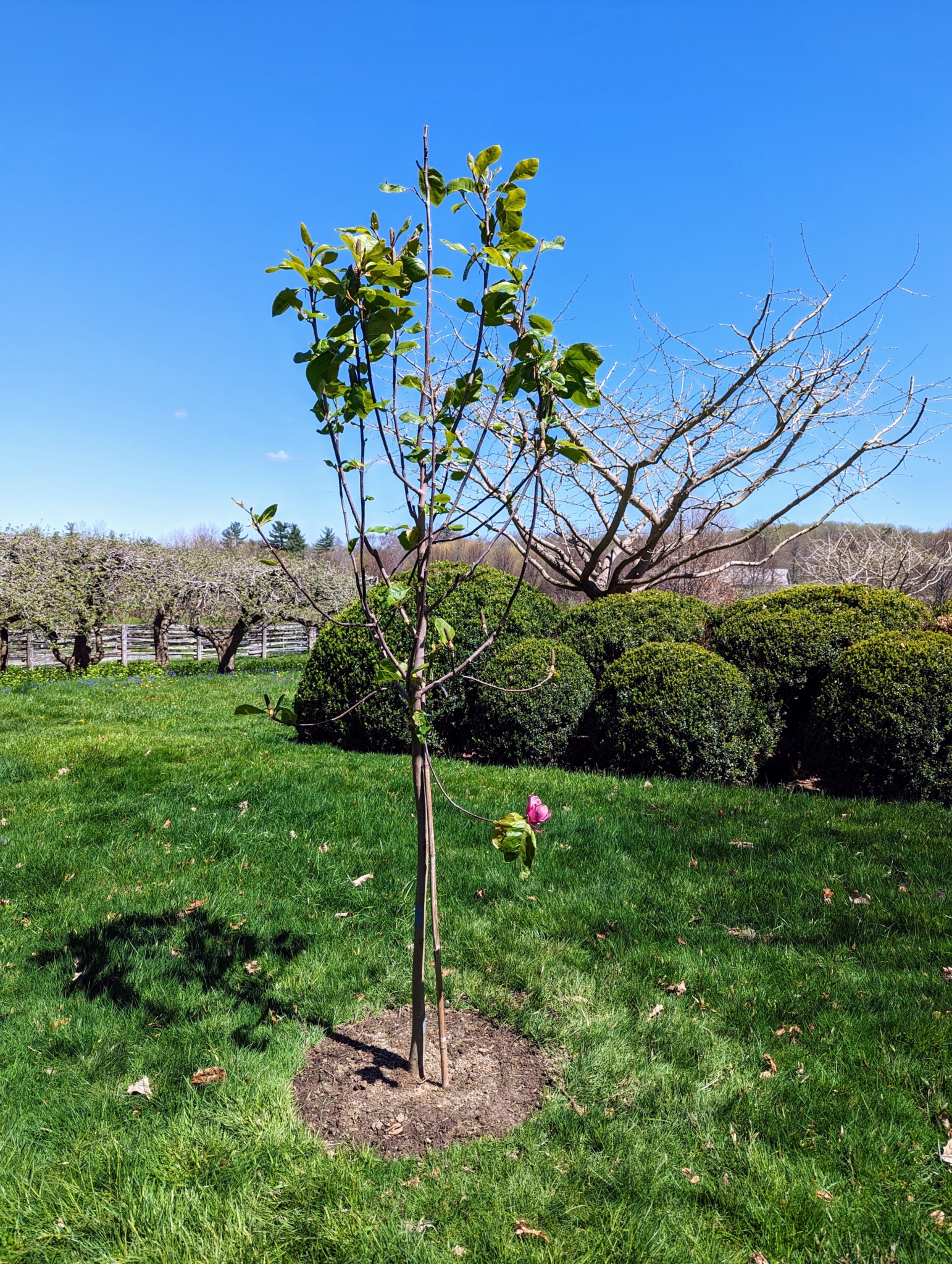 The Martha Stewart Blog : Blog Archive Planting Magnolia Trees - The ...
