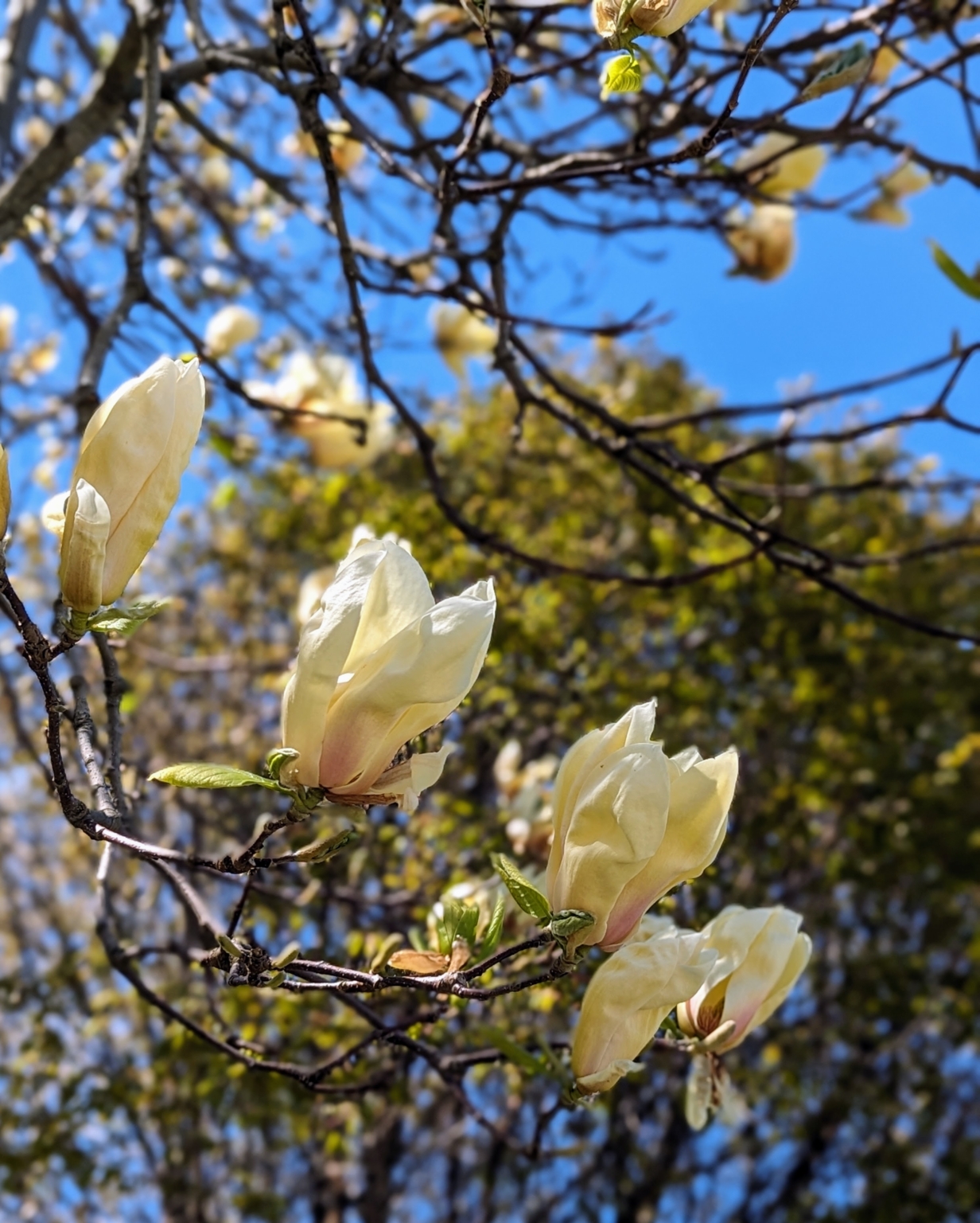 Planting Magnolia Trees - The Martha Stewart Blog