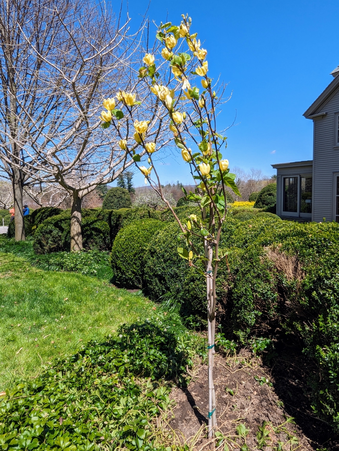 Planting Magnolia Trees - The Martha Stewart Blog