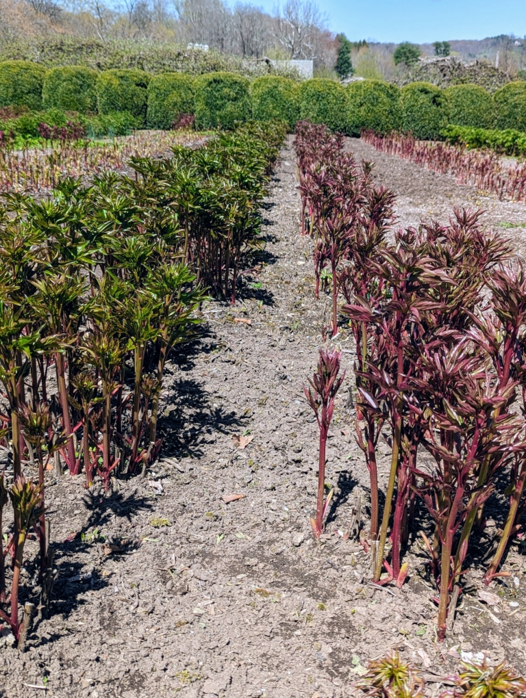 Staking My Herbaceous Peonies - The Martha Stewart Blog