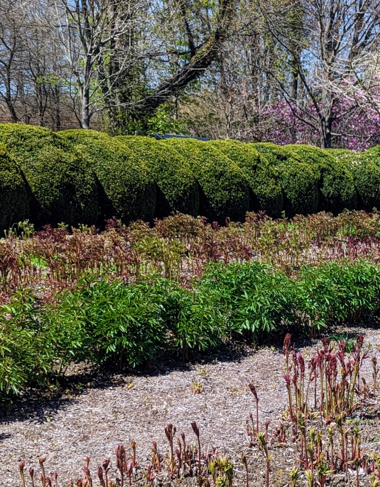 Staking My Herbaceous Peonies - The Martha Stewart Blog