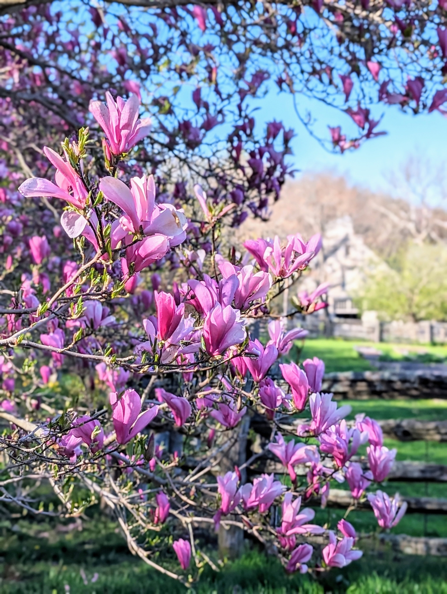 The Martha Stewart Blog : Blog Archive Planting Magnolia Trees - The ...