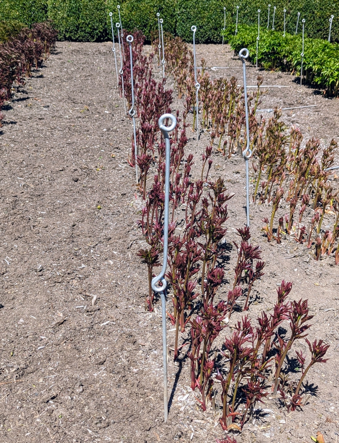 Staking My Herbaceous Peonies - The Martha Stewart Blog