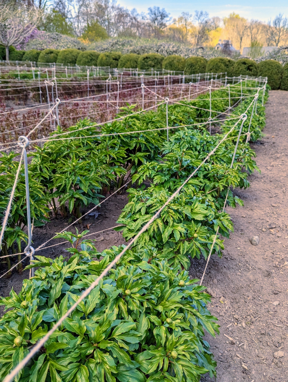 Staking My Herbaceous Peonies - The Martha Stewart Blog