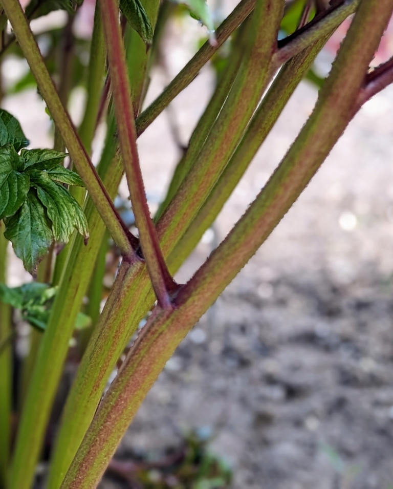 Staking My Herbaceous Peonies - The Martha Stewart Blog