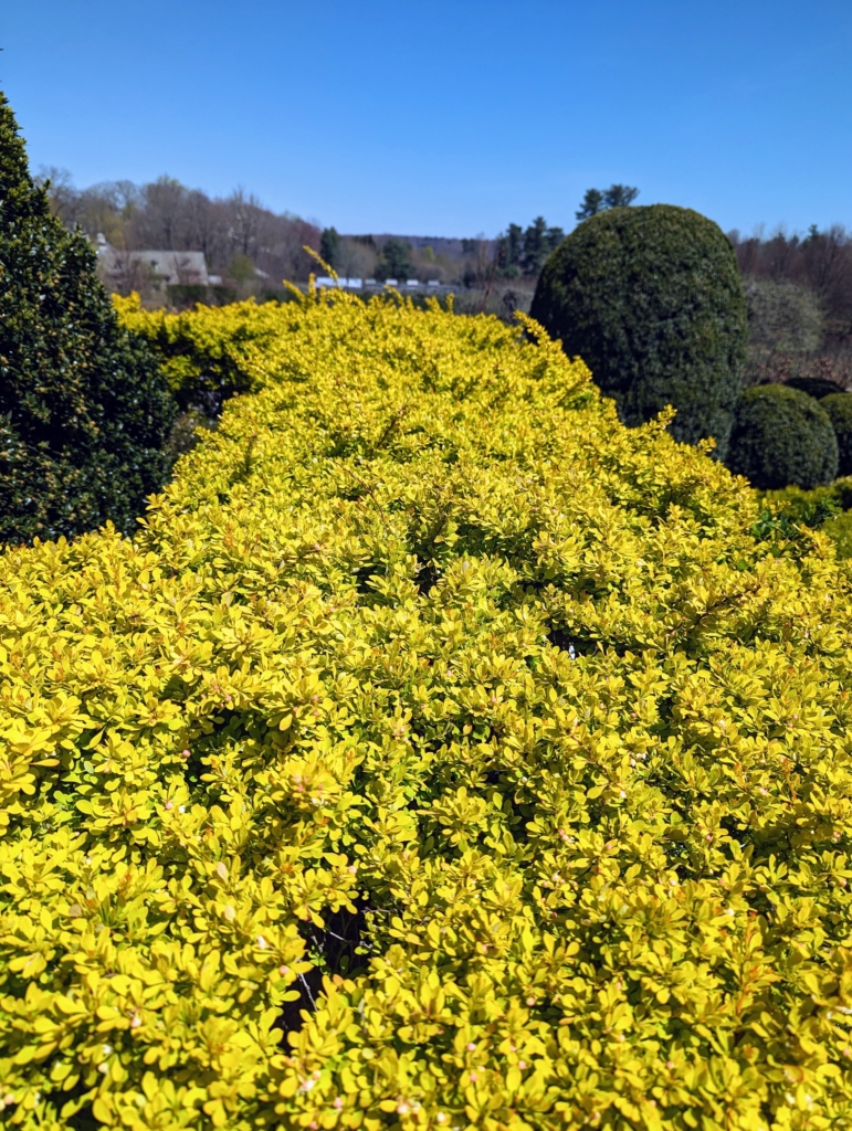 My Terrace Gardens - The Martha Stewart Blog