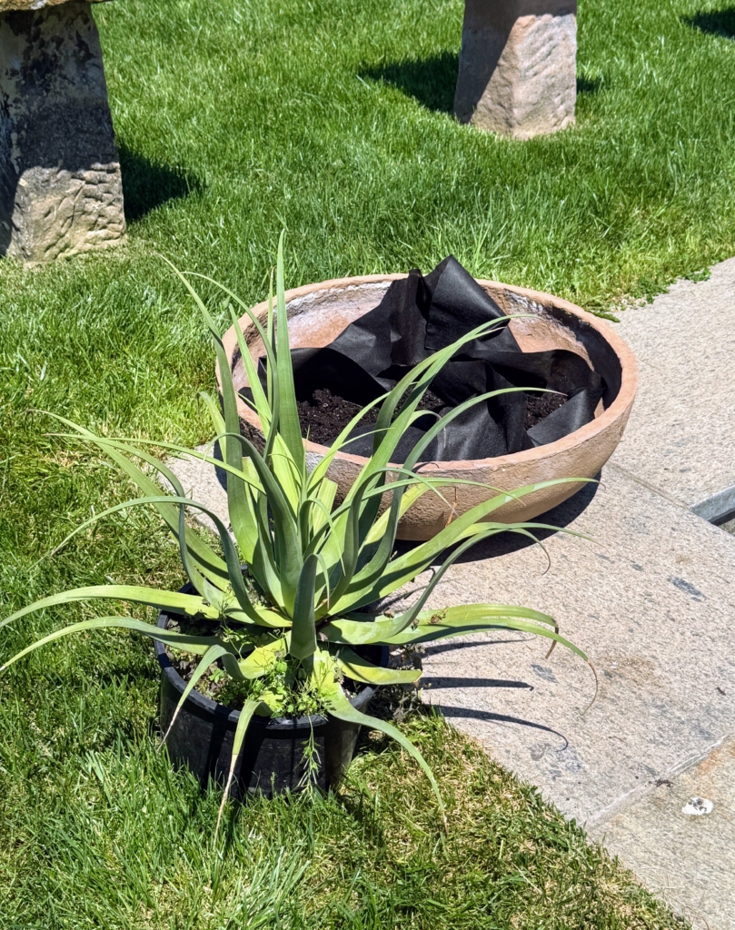 Displaying Potted Agaves Around the Pool - The Martha Stewart Blog