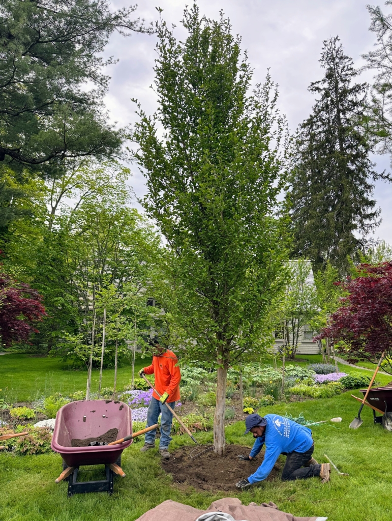 Planting a Stewartia Tree - The Martha Stewart Blog