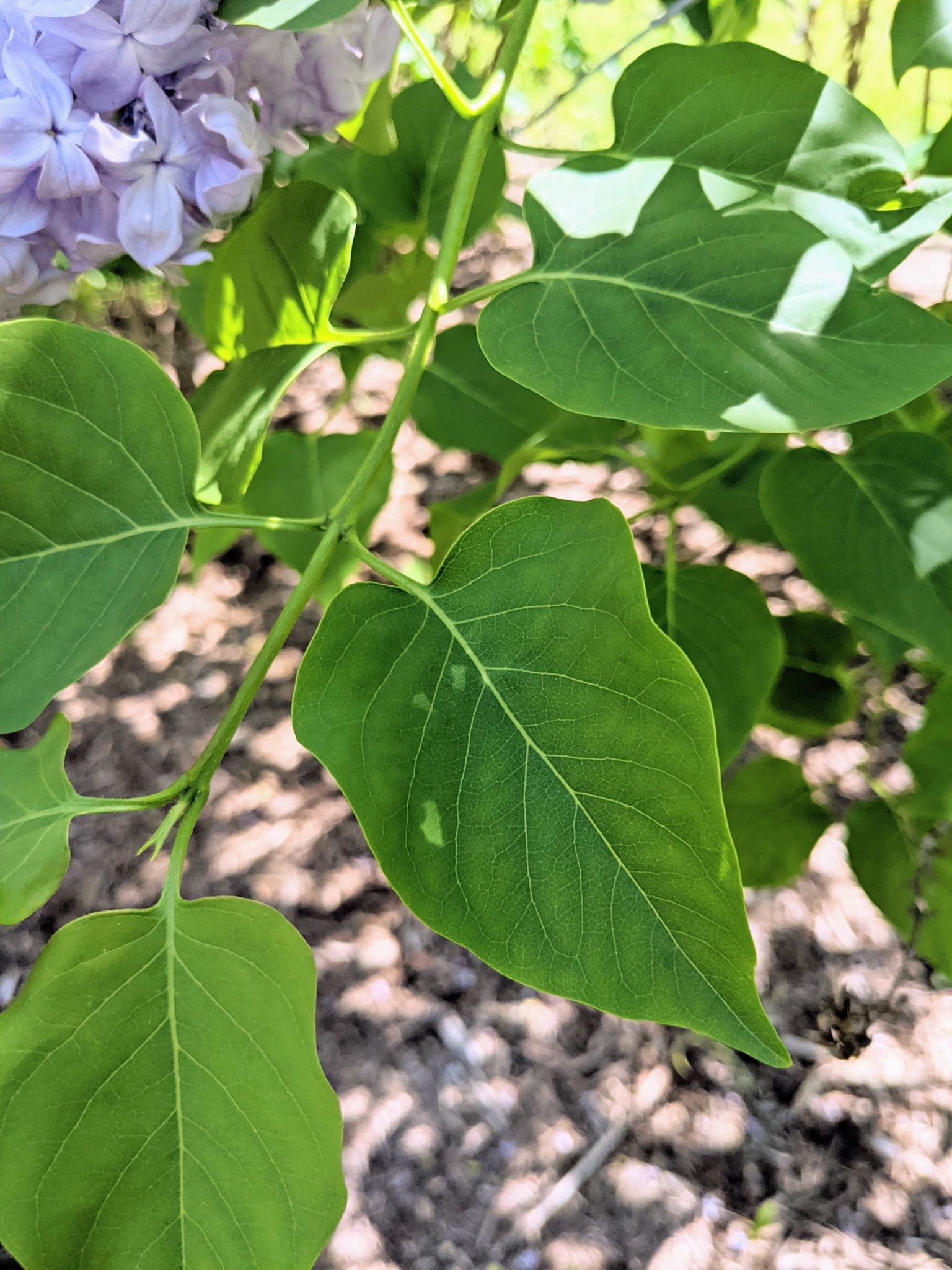 My Colorful and Fragrant Lilacs - The Martha Stewart Blog