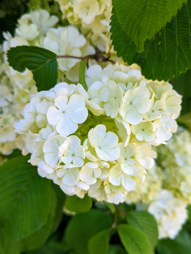 Planting Viburnum and Pearl Bush - The Martha Stewart Blog