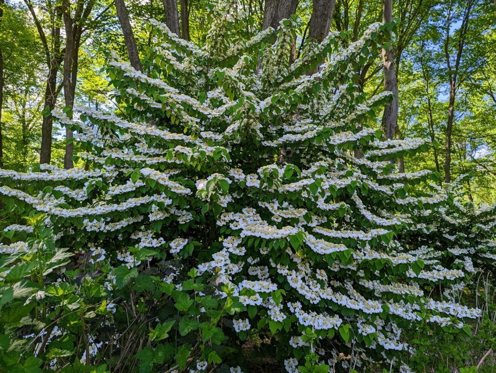 Planting Viburnum and Pearl Bush - The Martha Stewart Blog