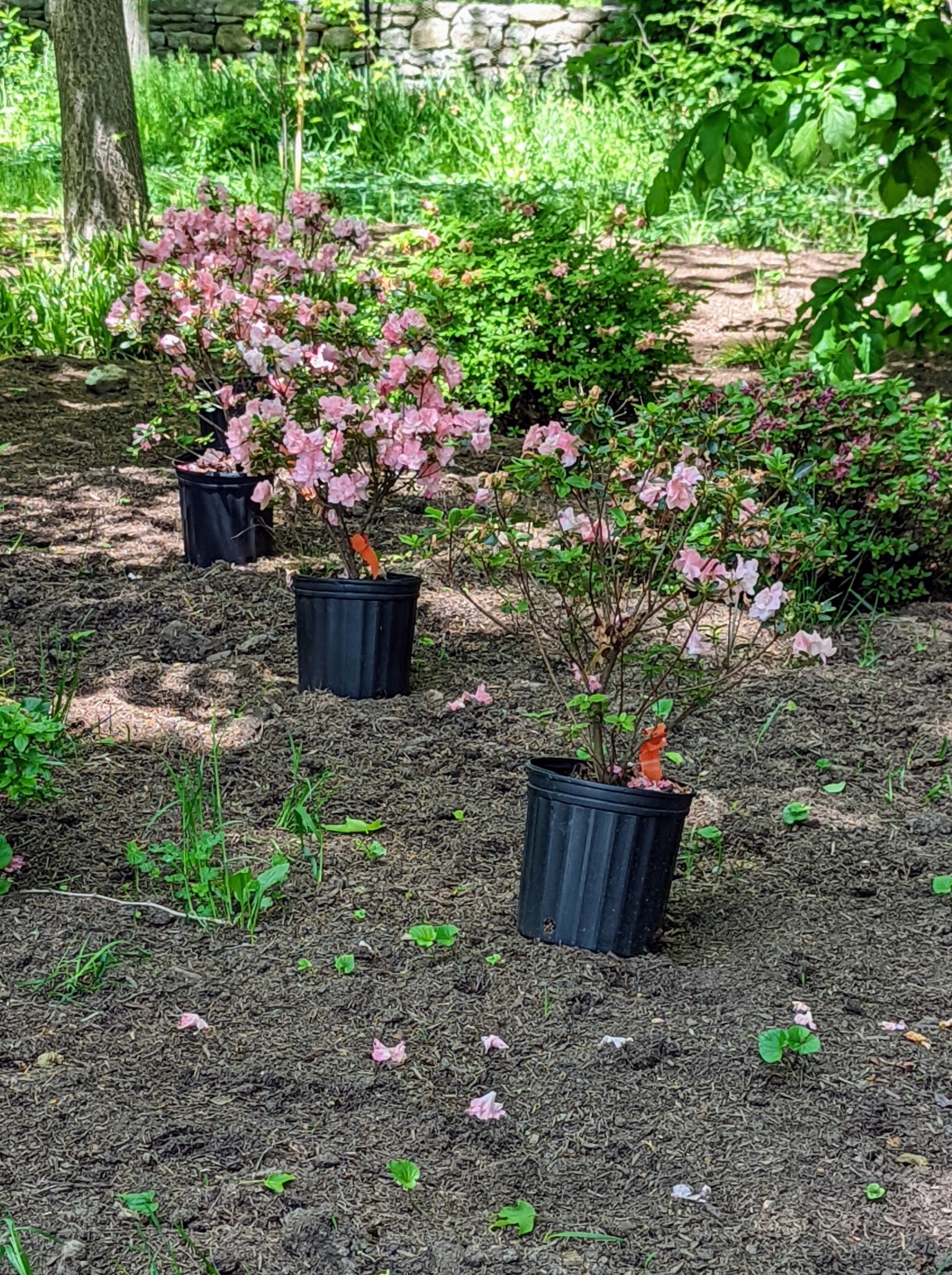 Planting More Than 100 Azaleas - The Martha Stewart Blog