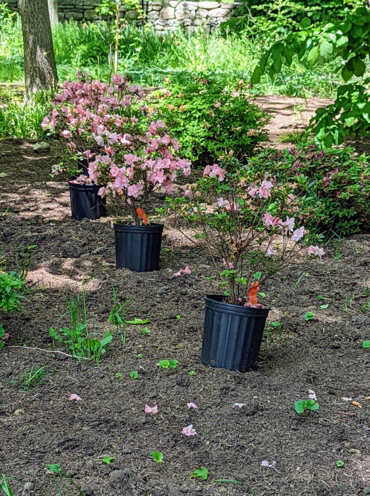 Planting More Than 100 Azaleas - The Martha Stewart Blog