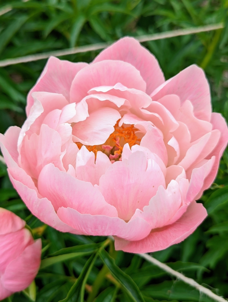 Blooming Herbaceous Peonies - The Martha Stewart Blog