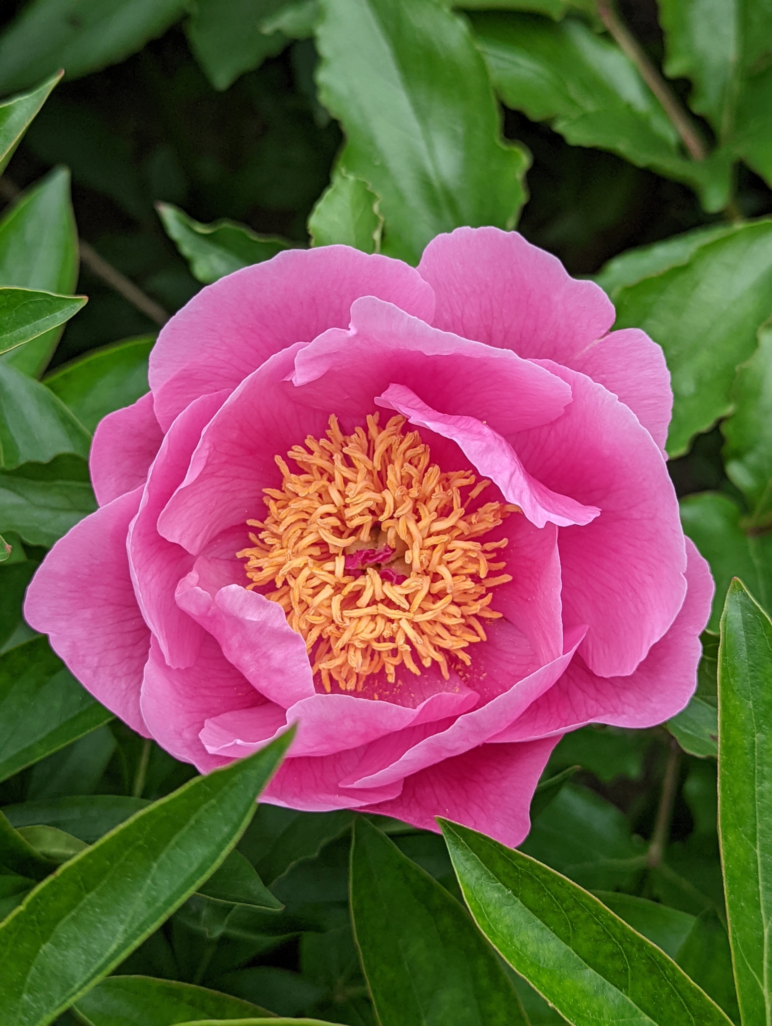 Blooming Herbaceous Peonies - The Martha Stewart Blog