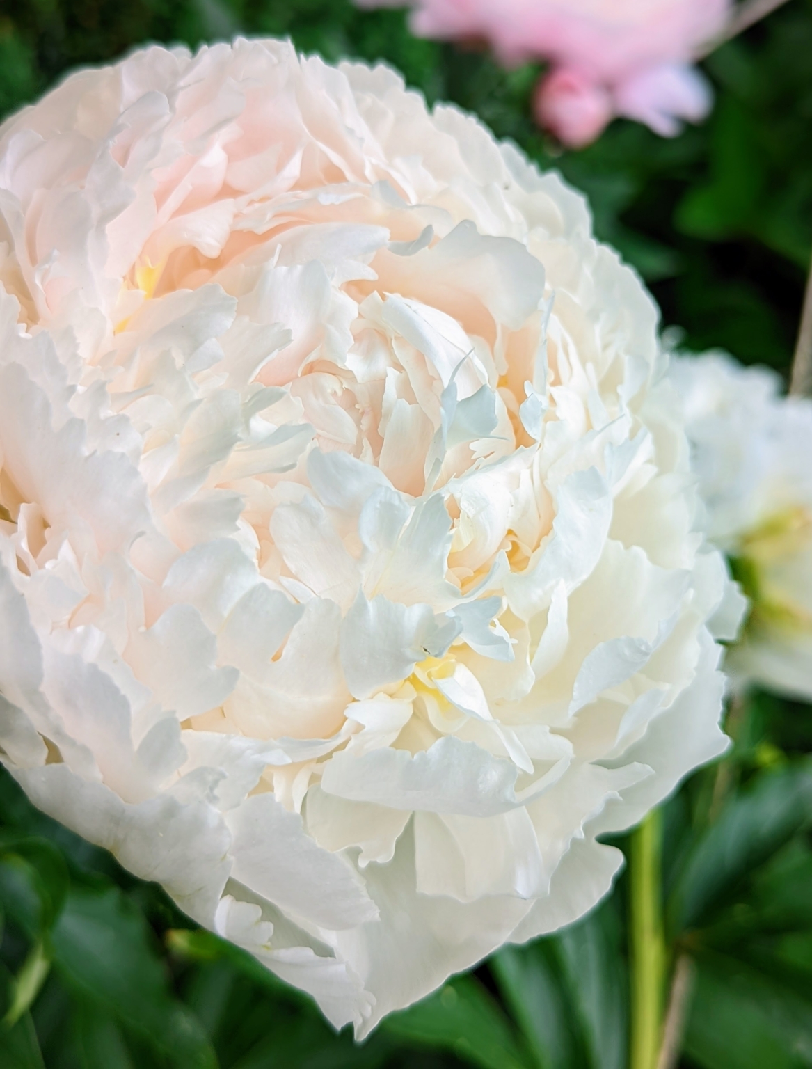 Blooming Herbaceous Peonies - The Martha Stewart Blog