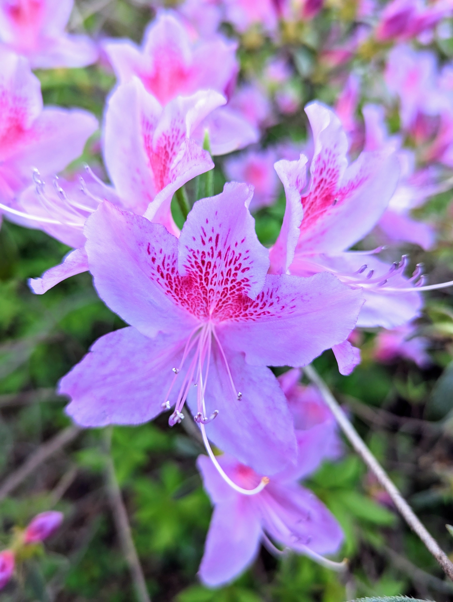 Blooming Azaleas - The Martha Stewart Blog